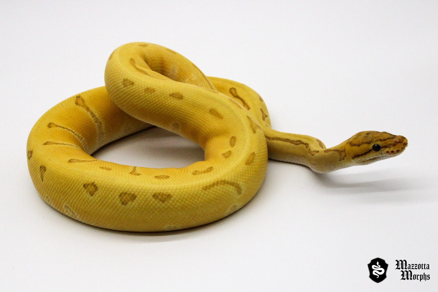 Super OD YB Enchi Pinstripe Hypo Ball Python by Mazzotta Morphs ...