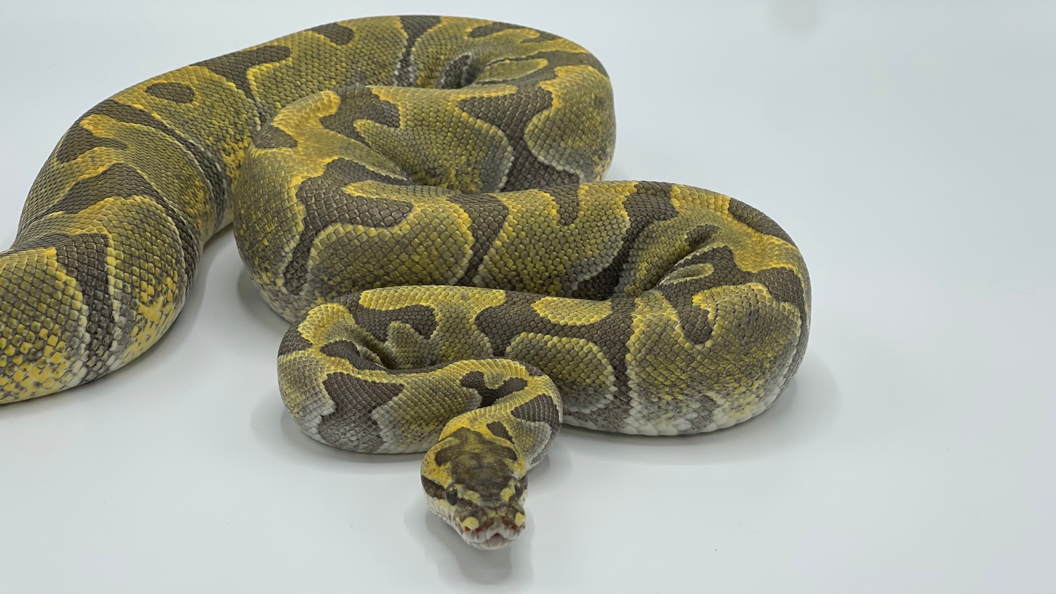 Super Enchi Ghost Ball Python by Mazzotta Morphs - MorphMarket