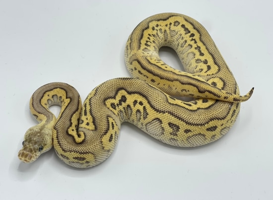 Pastel Leopard Redstripe Clown 50% Het Hypo Ball Python by Mazzotta Morphs