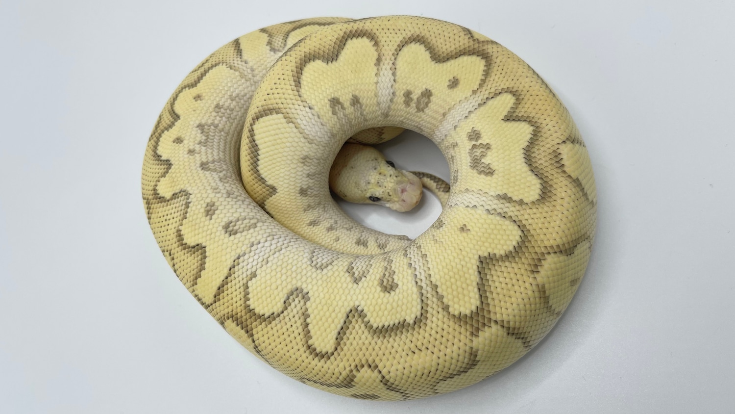 Firefly Mojave Yellowbelly Clown 50% Het Hypo Possible Redstripe Ball ...