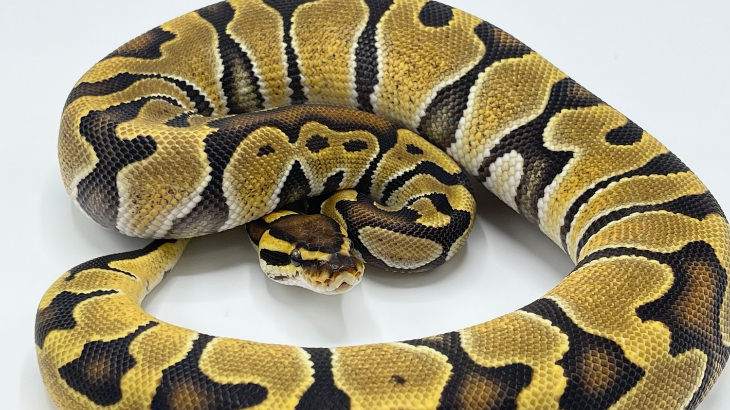 Enchi Redstripe Yellowbelly Het Hypo Het Clown Ball Python by Mazzotta ...