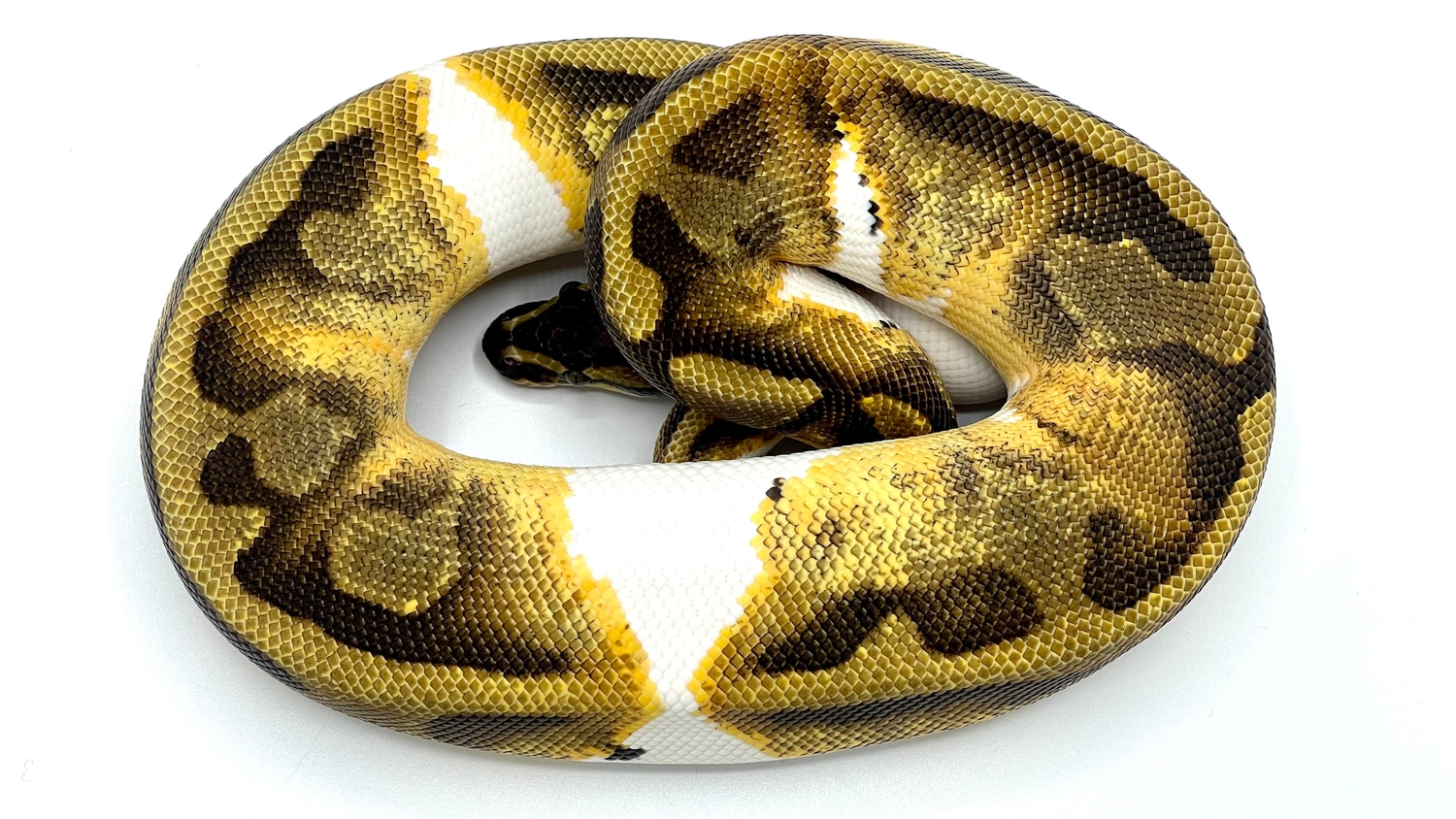 Enchi Pied Ball Python by Mazzotta Morphs - MorphMarket
