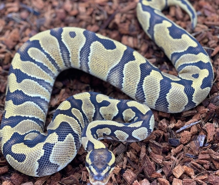 Enchi Mojave RS YB Clown Ball Python by Mazzotta Morphs - MorphMarket
