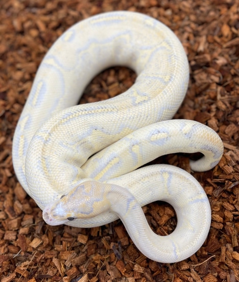Highway Clown “Proven Breeder” Ball Python by Mazzotta Morphs