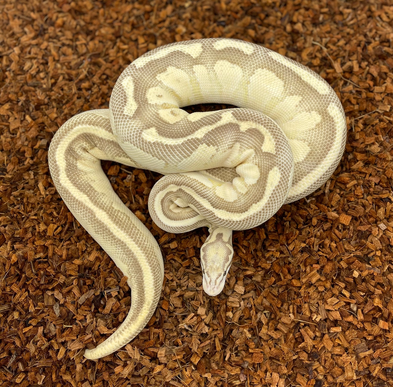 Orange Dream Firefly Butter “Proven” Ball Python by Mazzotta Morphs ...
