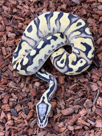 Firefly Special Het Clown Ball Python by Mazzotta Morphs