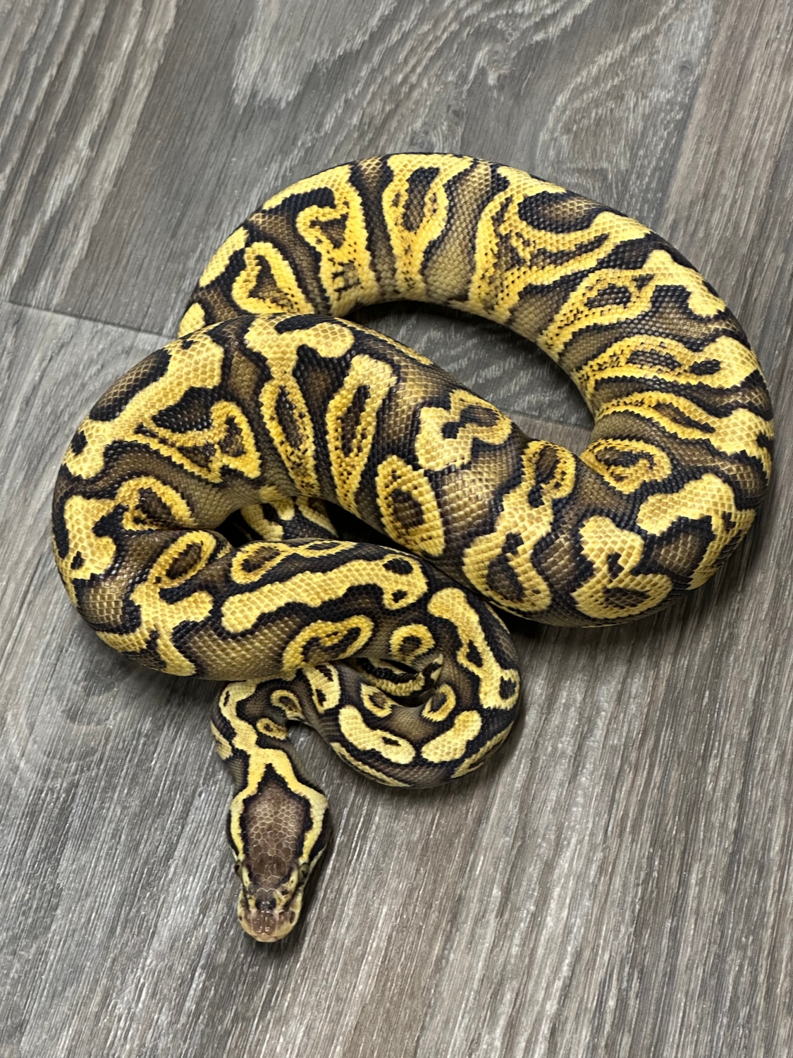 Pastel GHI Redstripe Gravel/Yellowbelly Het Clown Ball Python by ...