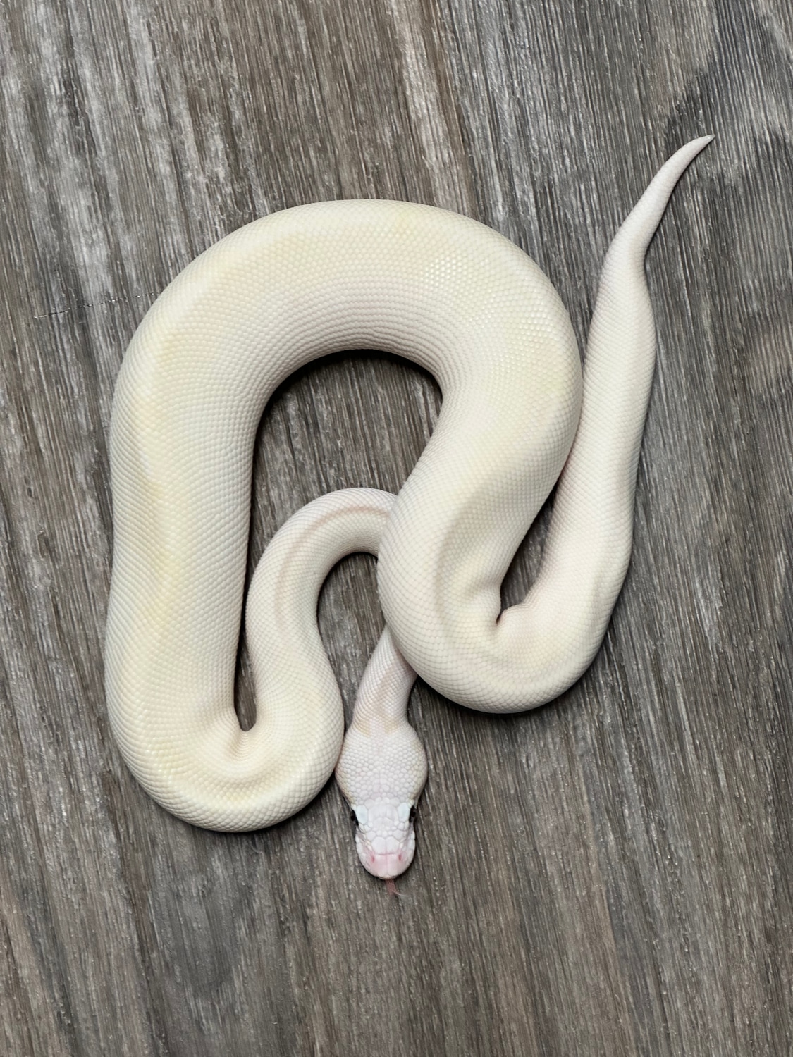Special Butter Crystal Het Clown Ball Python by Mazzotta Morphs ...