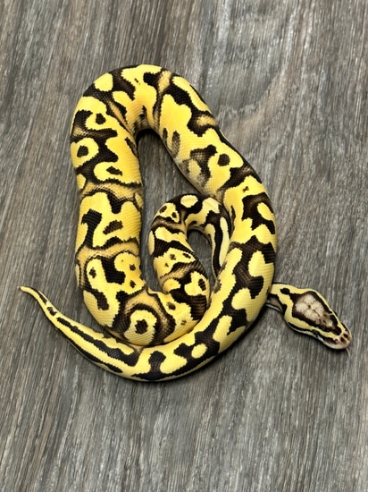 Firefly Special Het Clown Ball Python by Mazzotta Morphs