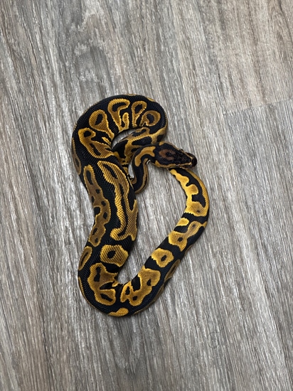 Leopard Yellowbelly Het Clown Ball Python by Mazzotta Morphs
