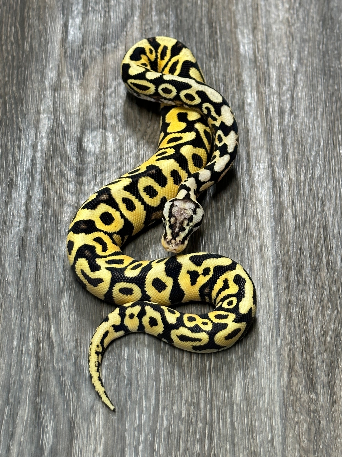Pastel Spotnose Yellowbelly Het Clown Ball Python by Mazzotta Morphs ...