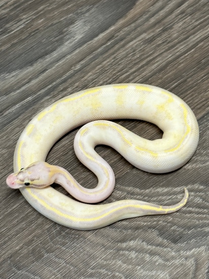 Pastel Leopard Ivory Het Clown Ball Python by Mazzotta Morphs