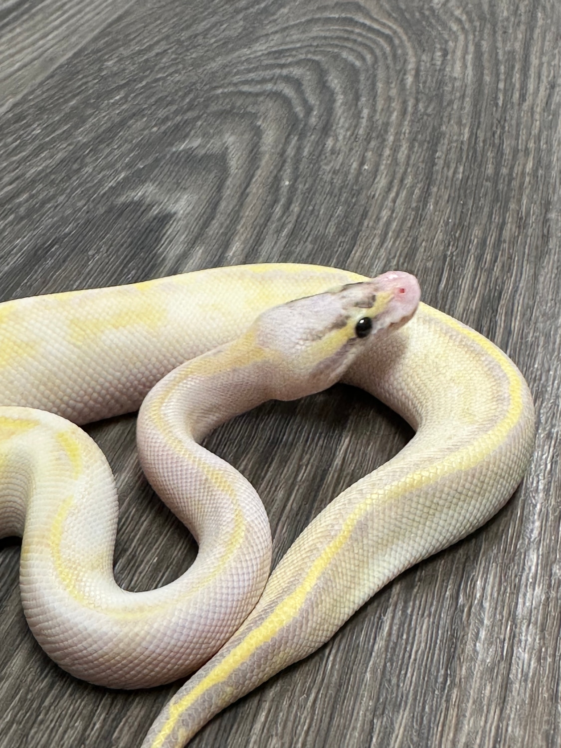 Pastel Leopard Ivory Het Clown Ball Python by Mazzotta Morphs - MorphMarket