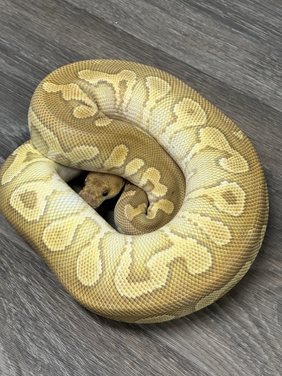 Mojave Red Stripe Yellow Belly Clown Ball Python by Mazzotta Morphs