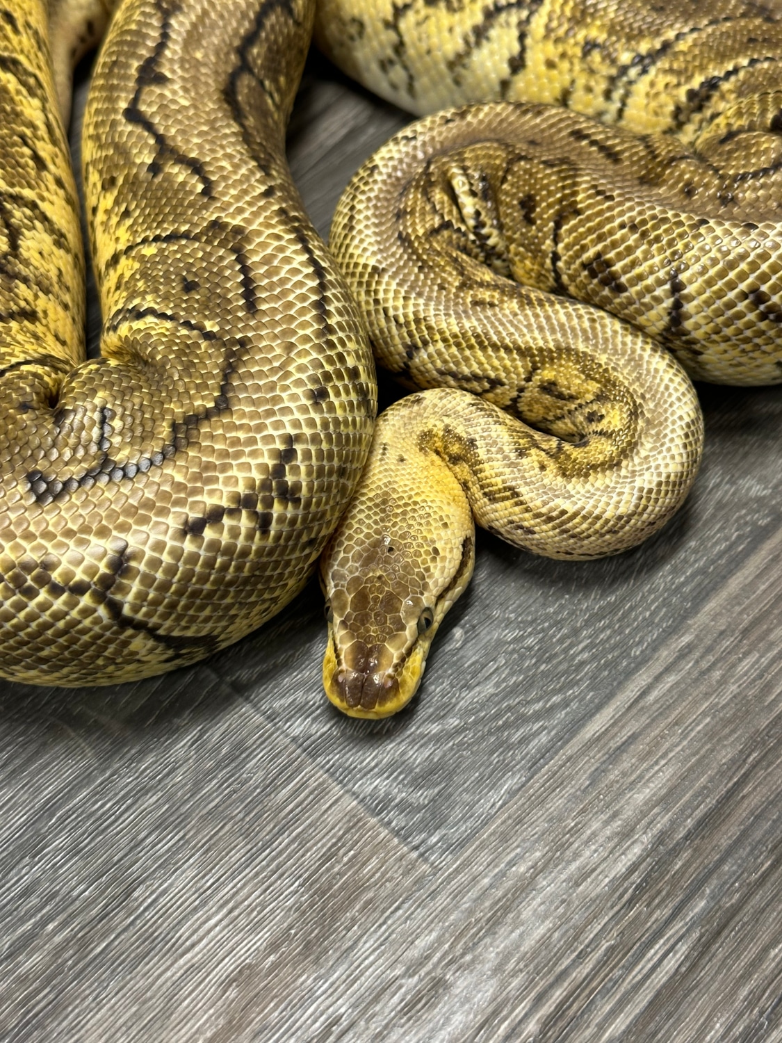 Lemonblast Yellowbelly Het Clown Ball Python by Mazzotta Morphs ...