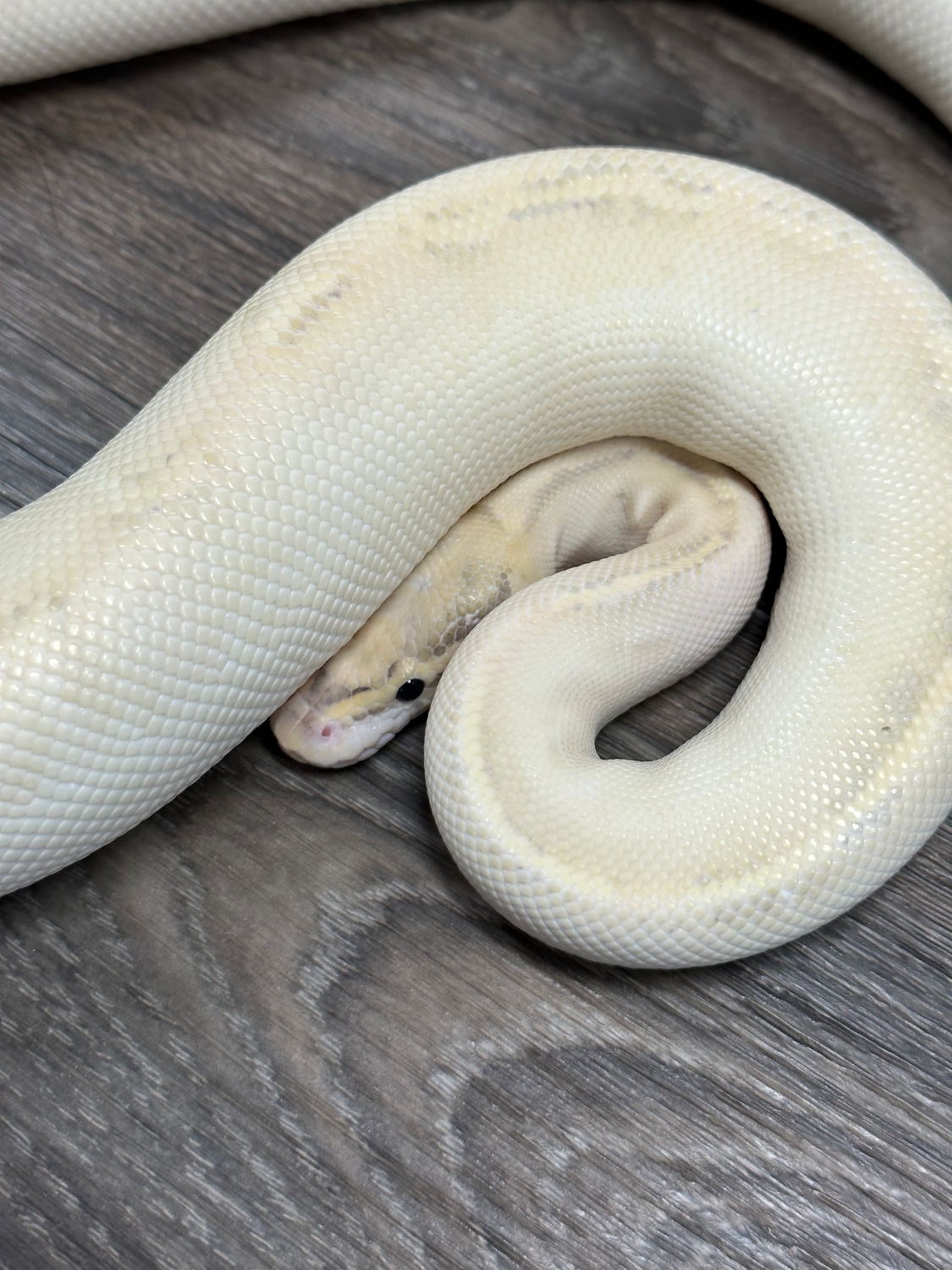 Fire Highway Ball Python by Mazzotta Morphs - MorphMarket