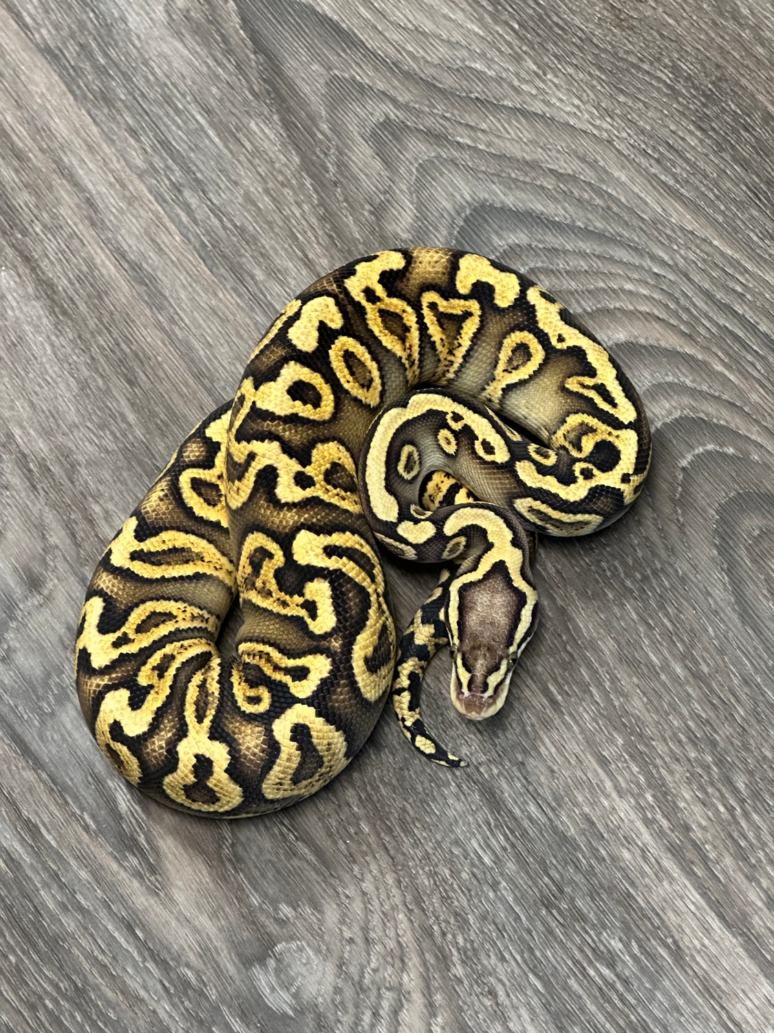 Pastel GHI Red Stripe Gravel/Yellowbelly Het Clown Ball Python by ...