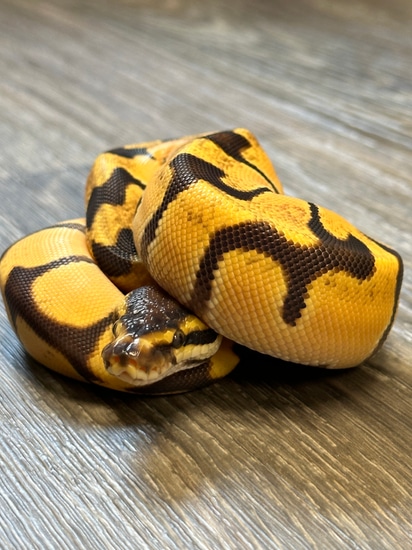 Super OD Enchi Fire Ball Python by Mazzotta Morphs