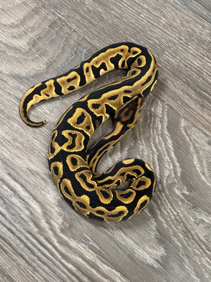 Leopard Yellowbelly Het Clown Ball Python by Mazzotta Morphs