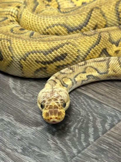 Killer Stranger Clown Ball Python by Mazzotta Morphs