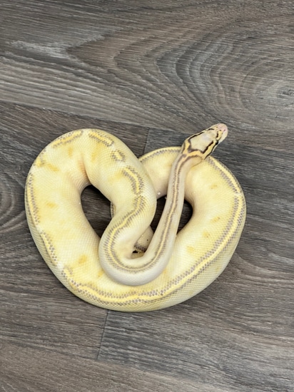 Highway Pastel RS Het Clown Ball Python by Mazzotta Morphs