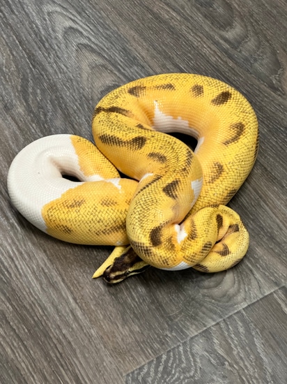 Super OD Enchi Pied Ball Python by Mazzotta Morphs