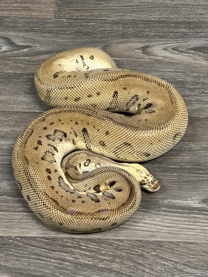 Pastel Batman Ball Python by Mazzotta Morphs