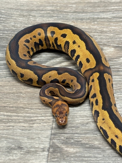 Black Pastel Leopard YB Clown Ball Python by Mazzotta Morphs
