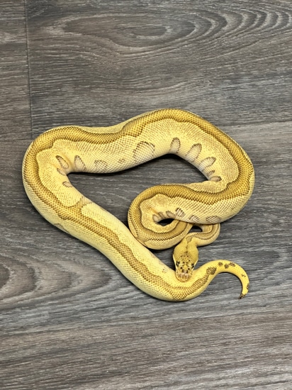 Leopard Pastel Redstripe Clown Possible Yellowbelly 50% Het Hypo Ball Python by Mazzotta Morphs
