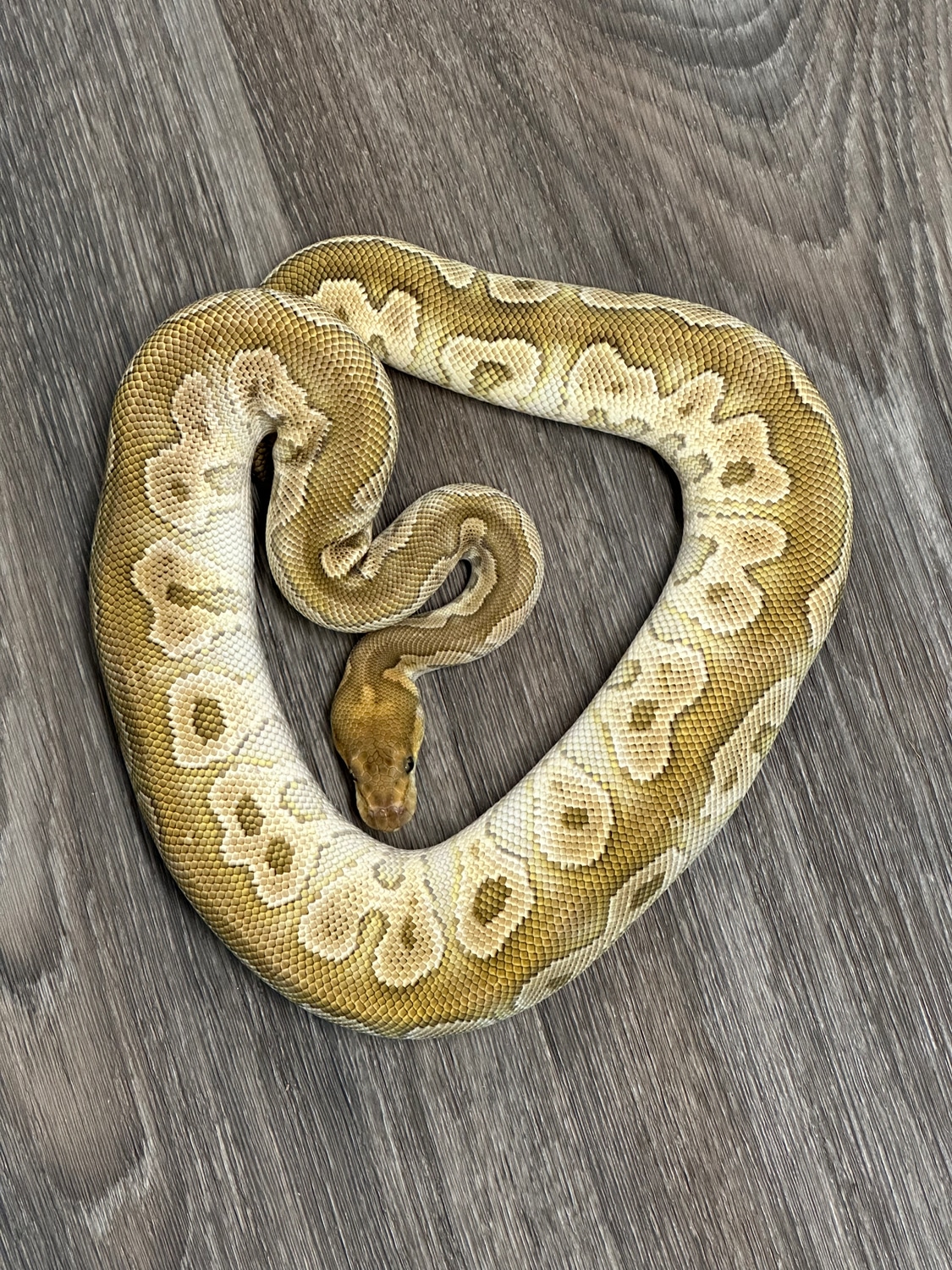 Redstripe Fire Mojave Clown 50% Het Hypo Ball Python by Mazzotta Morphs ...