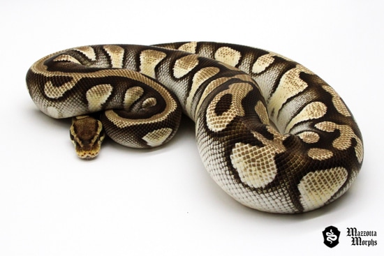 Orange Dream Mojave Pastel Het Clown Ball Python by Mazzotta Morphs