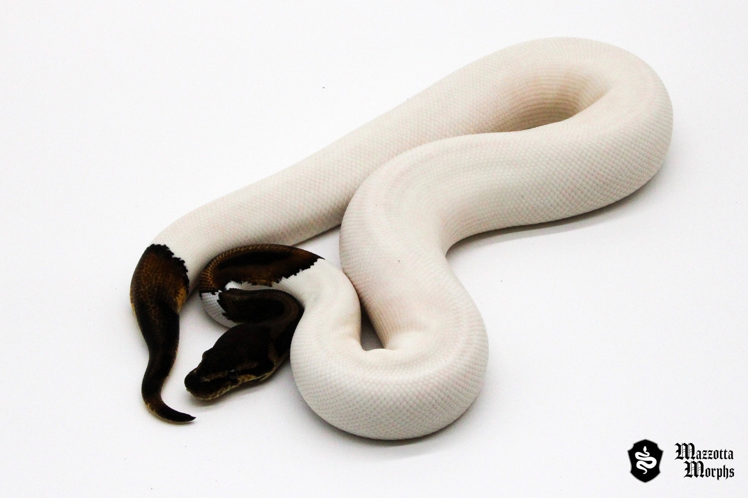 OD Leo Pied Ball Python by Mazzotta Morphs - MorphMarket