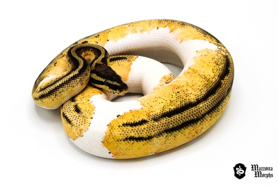 YB Fire Pastel Pied Ball Python by Mazzotta Morphs