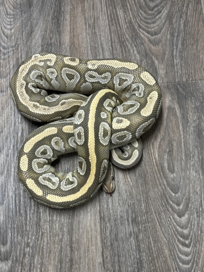 Mojave Orange Ghost Ball Python by Mazzotta Morphs