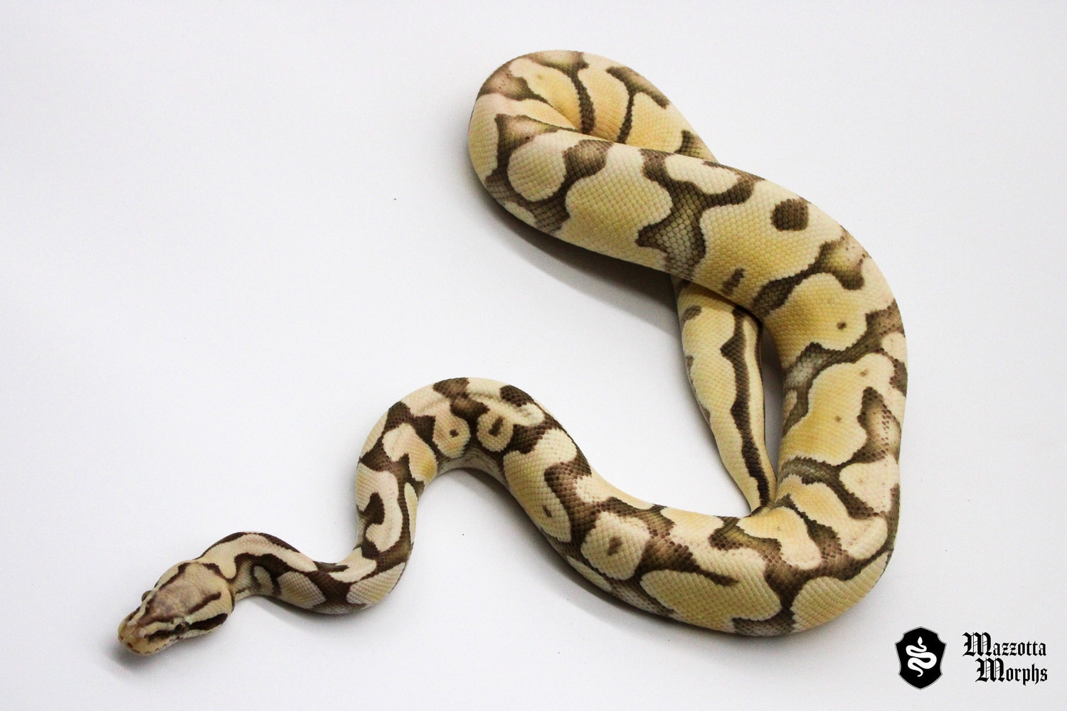 Super Pastel Enchi Desert Ghost Ball Python by Mazzotta Morphs ...