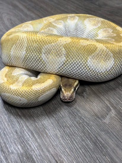 Enchi Crystal Ball Python by Mazzotta Morphs