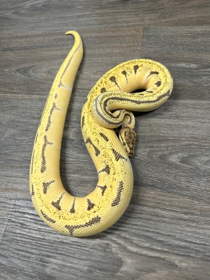 Super OD Enchi Fire Pinstripe Ball Python by Mazzotta Morphs