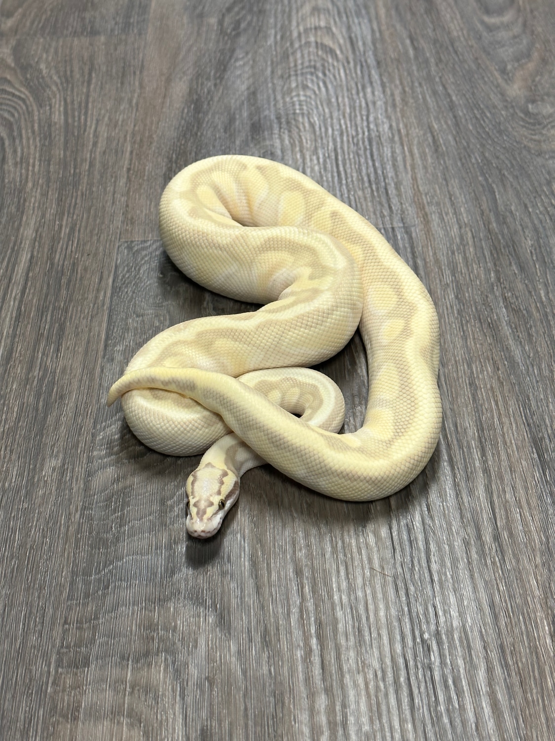 Super Pastel Butter Enchi DG Ball Python by Mazzotta Morphs - MorphMarket
