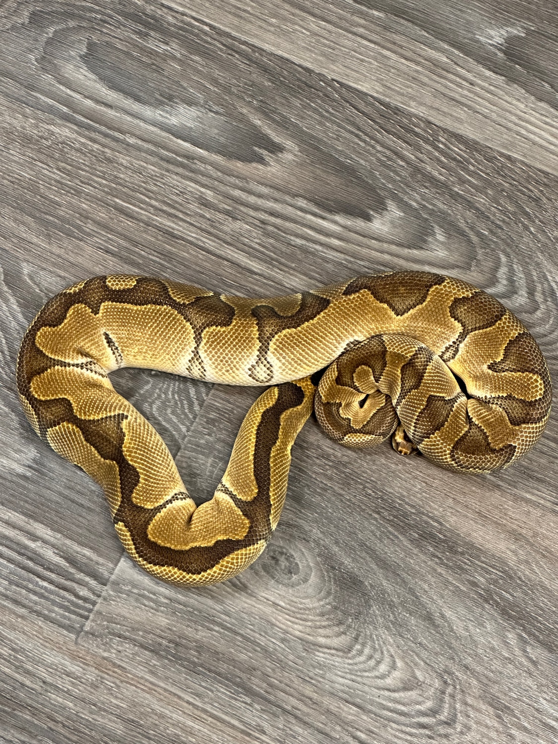 Enchi Clown Ball Python by Mazzotta Morphs - MorphMarket