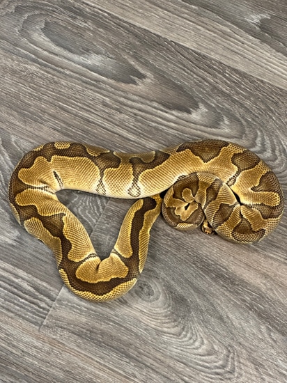 Enchi Clown Ball Python by Mazzotta Morphs