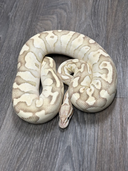 Butter Fire OD Pastel Ball Python by Mazzotta Morphs