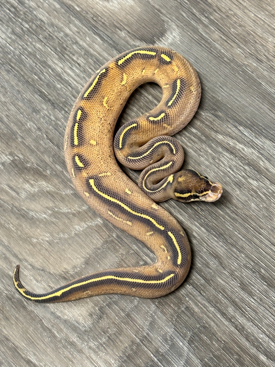 Highway Ball Python by Mazzotta Morphs - MorphMarket