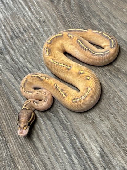 Orange Dream Highway Ball Python by Mazzotta Morphs