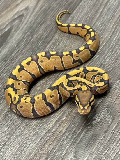 Orange Ghost Ball Python by Mazzotta Morphs