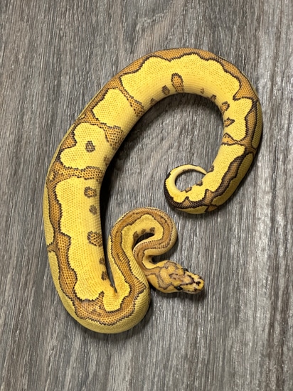 Fire Red Stripe Yellow Belly Clown Ball Python by Mazzotta Morphs
