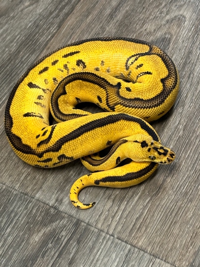 Enchi Yellow Belly Batman Ball Python by Mazzotta Morphs