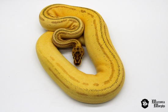 Super Hi-OD YB Enchi Pin Leopard Ball Python by Mazzotta Morphs