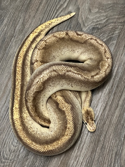 OD Champagne Ball Python by Mazzotta Morphs