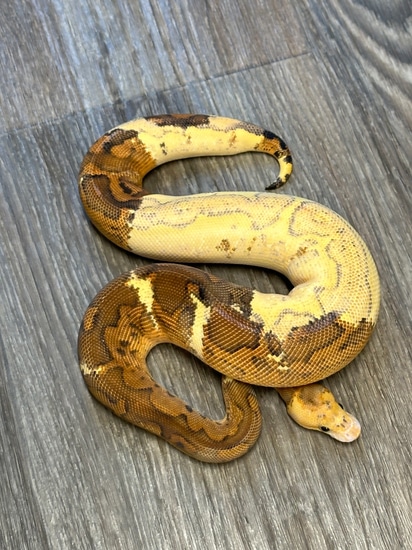 Black Pastel Redstripe Wookie YB Clown X Enchi Gravel Clown Ball Python by Mazzotta Morphs