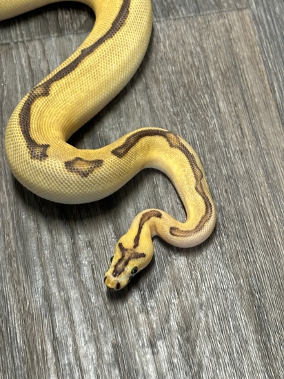 Enchi Red Stripe Special Clown Ball Python by Mazzotta Morphs